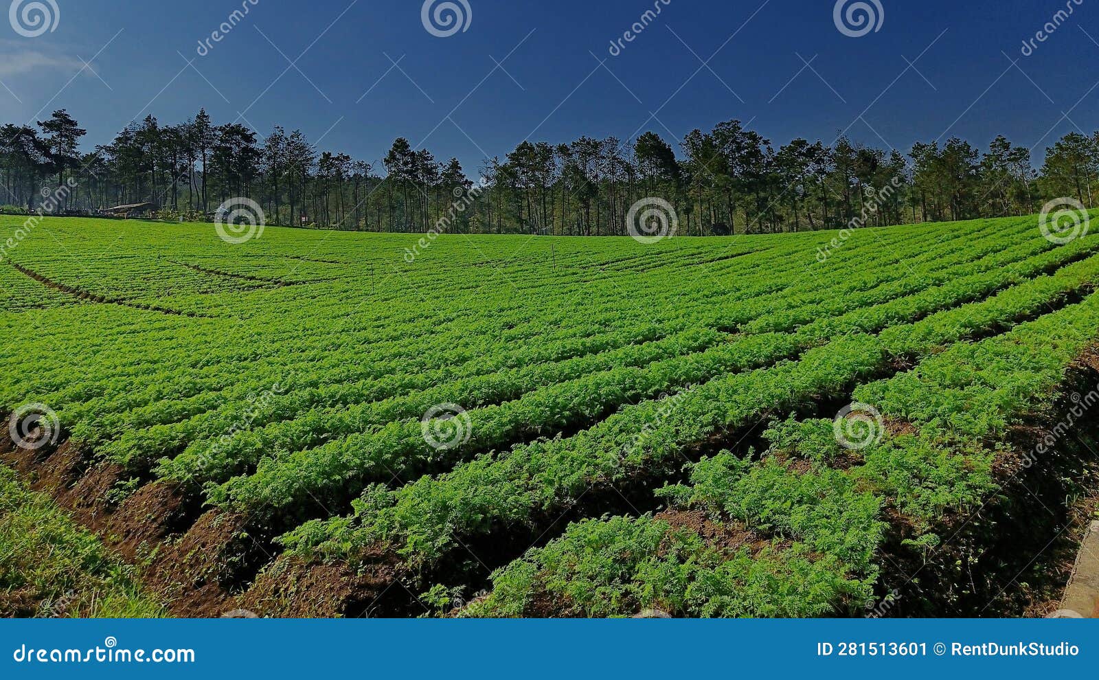 Scenery of Vegetable Plantation with Curve Shape Planting Patterns ...