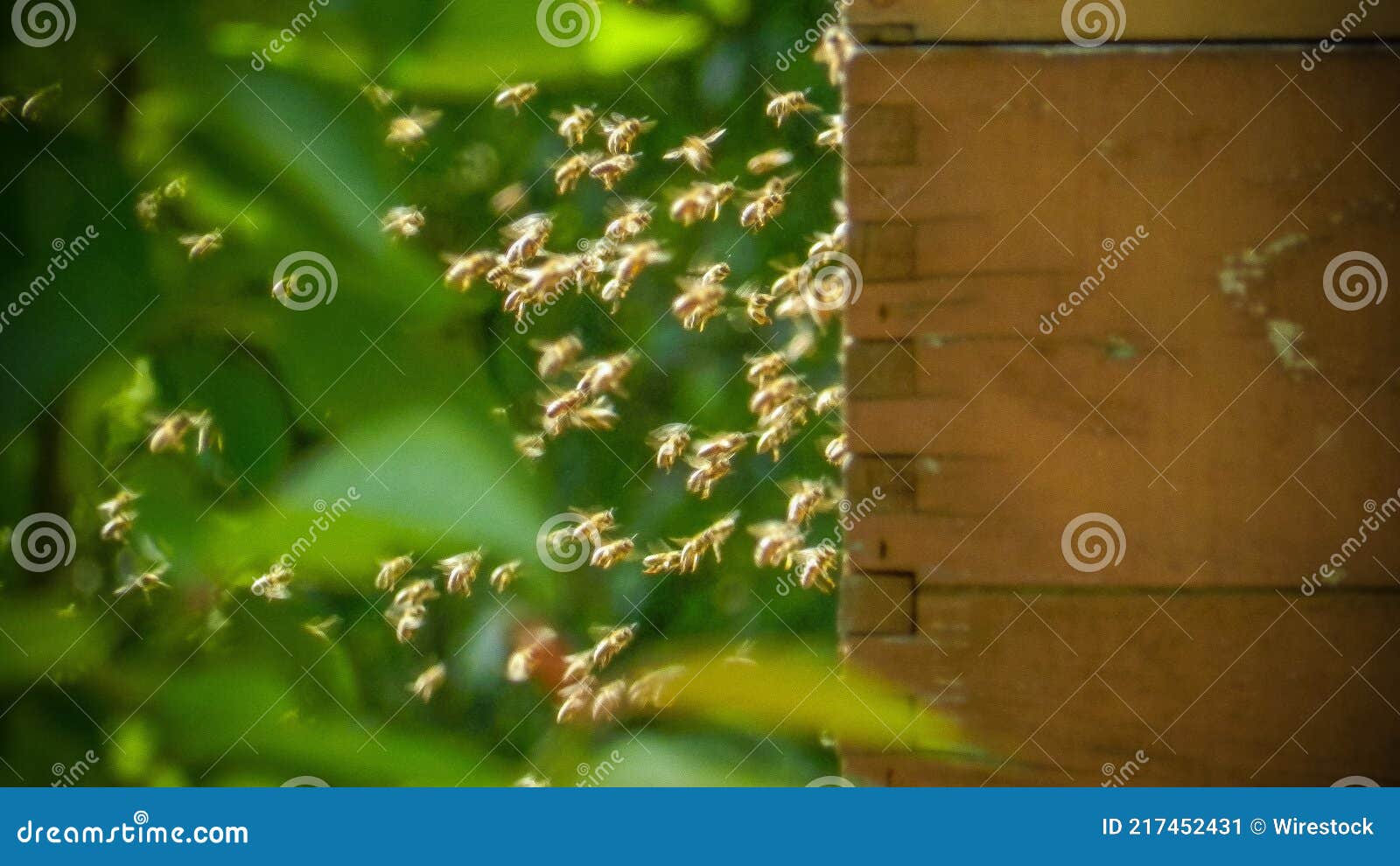 Scenes Beehives with Bees in Nature. Stock Image - Image of food ...