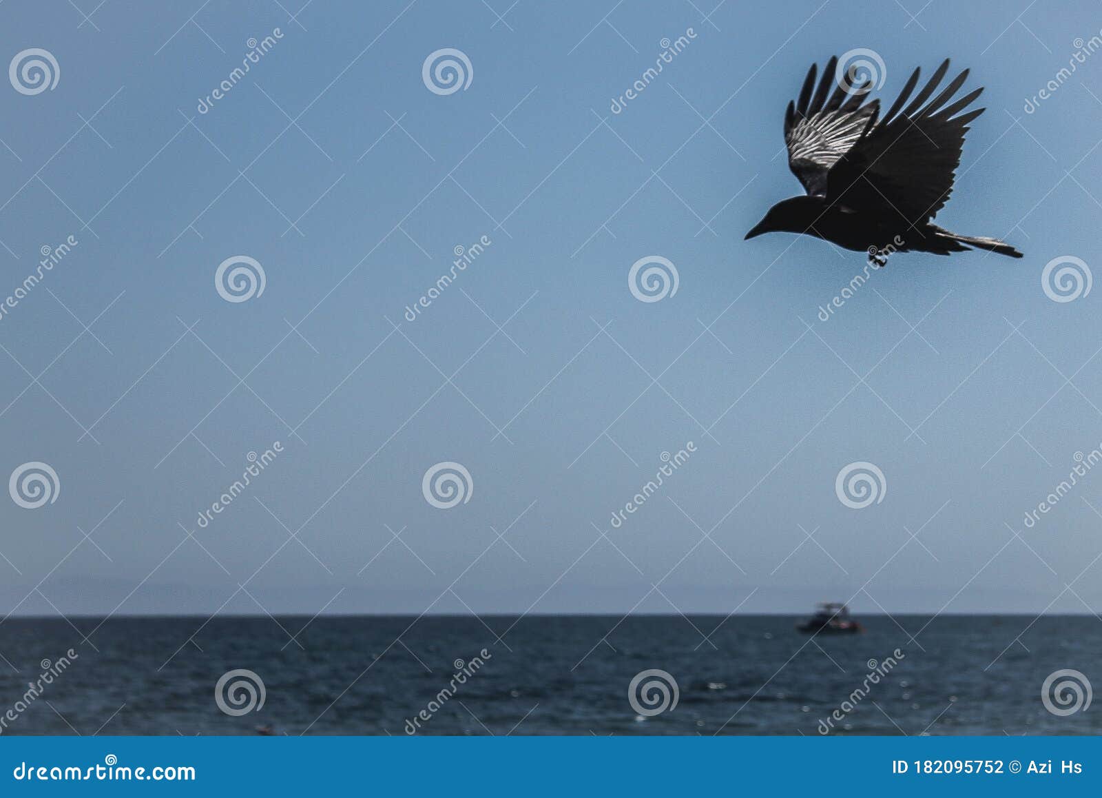 Scenes from a Bird , Ocean and a Boat Stock Photo - Image of bird ...
