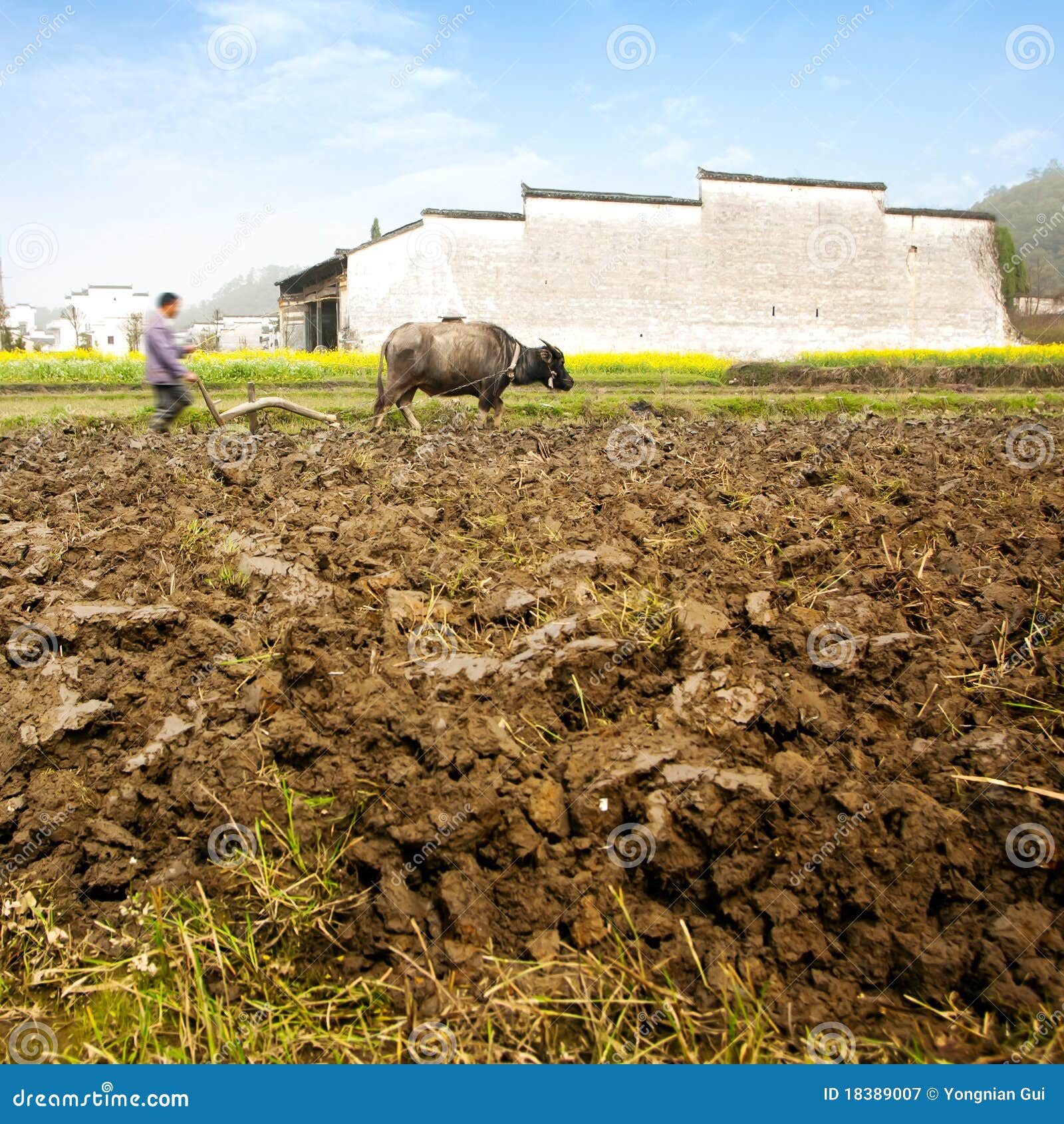 Scenes of Traditional Cattle Farming Stock Image - Image of cattle ...