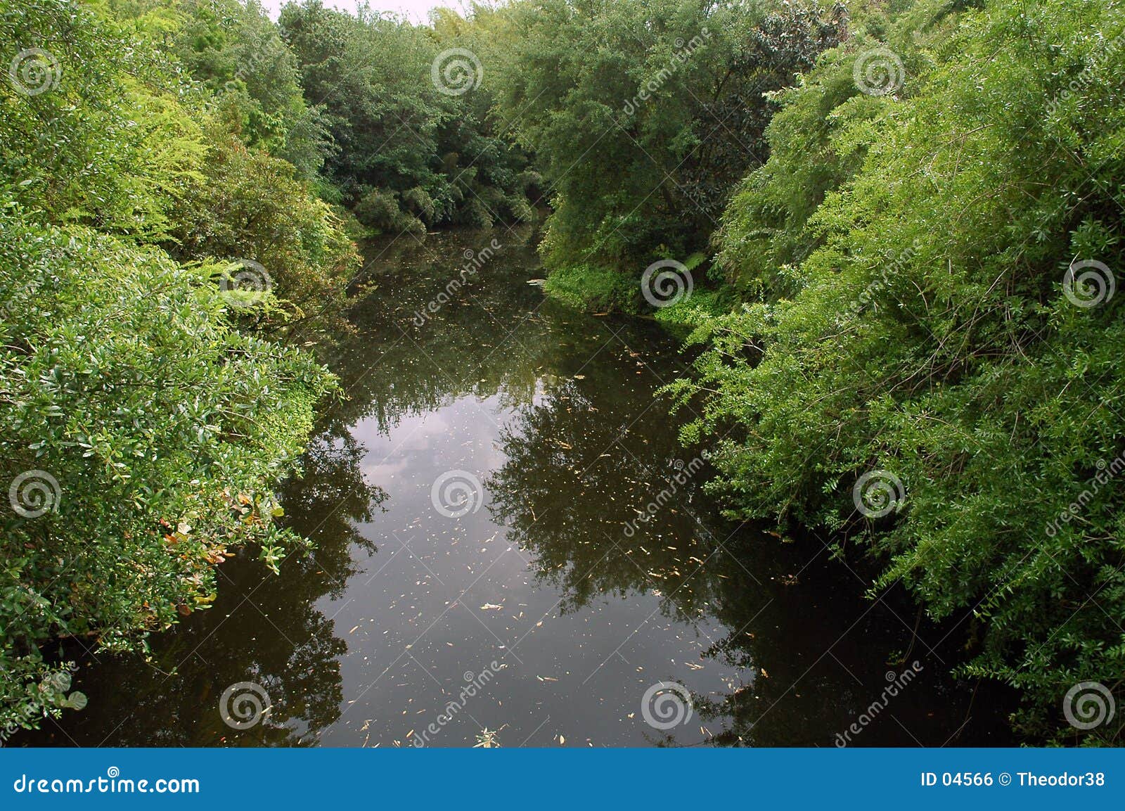 Scenic stock photo. Image of trees, wilderness, jungle, flora - 4566
