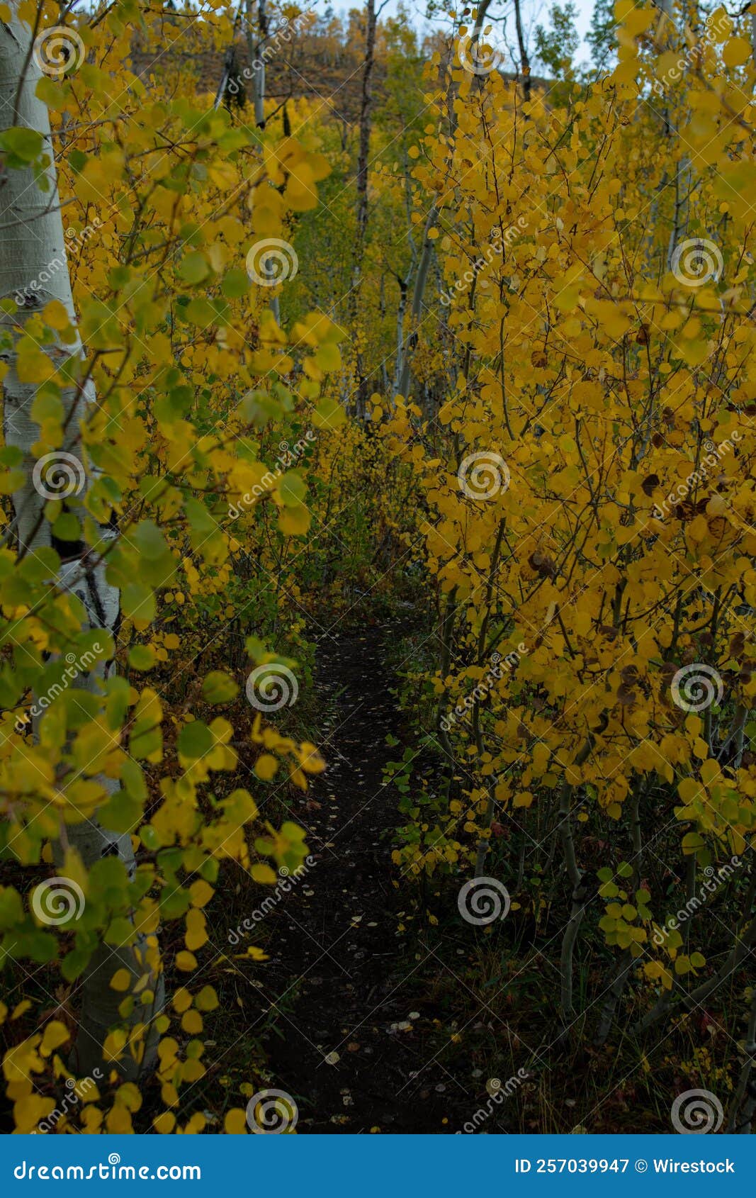 Scenic Autumn Forest Landscape, a Vertical Shot Stock Image - Image of ...