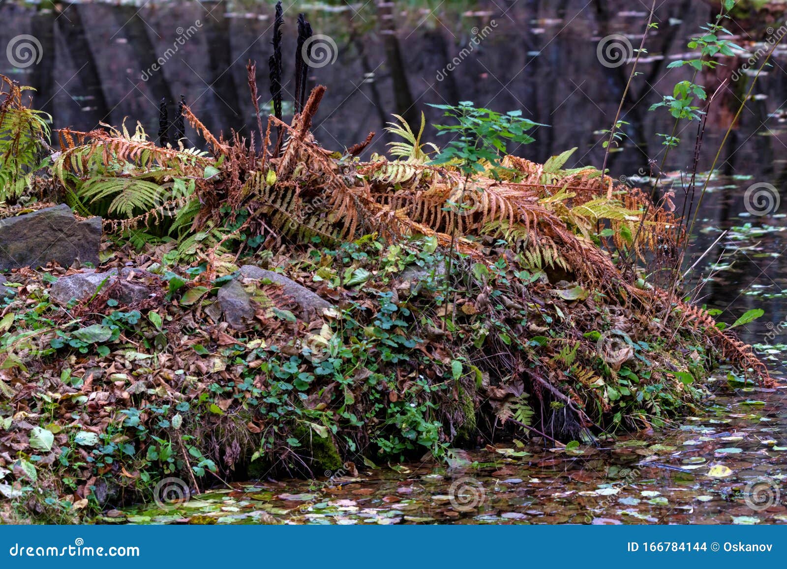 Scenic Autumn View of a Swamp in Forest Stock Photo - Image of ...
