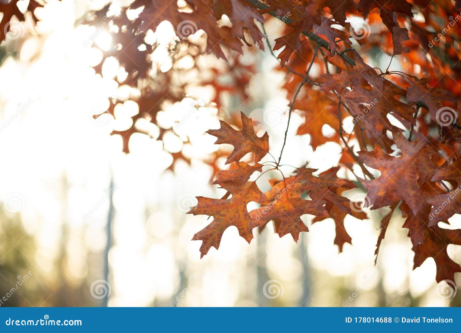 Fall canopy - oak stock photo. Image of forest, fall - 178014688