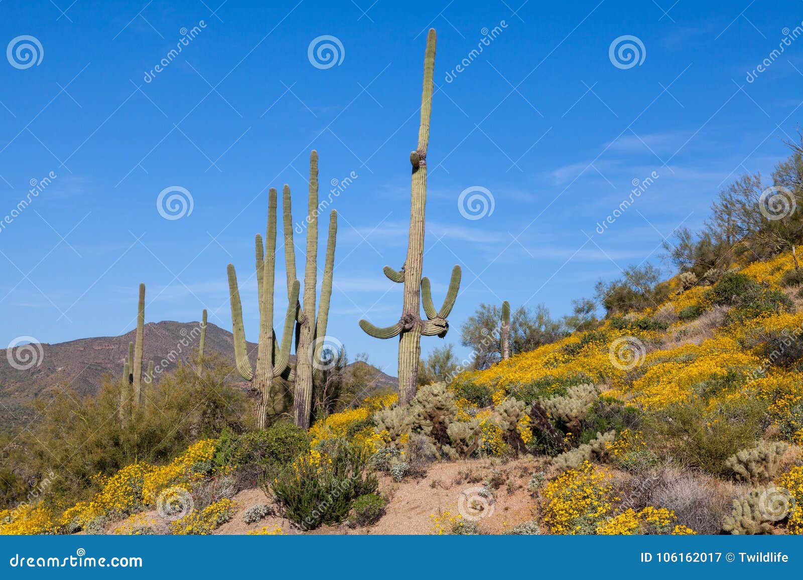 Scenic Desert Landscape in Spring Stock Image - Image of desert ...