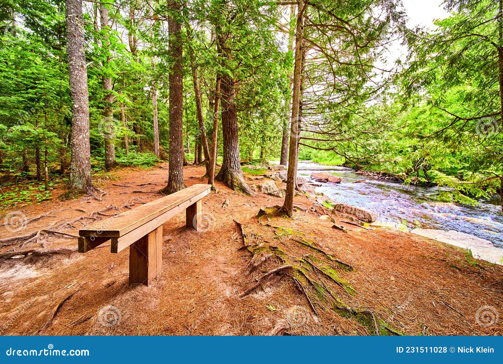 Scenic Bench in Forest Covered in Orange Pine Needles Next To Beautiful ...