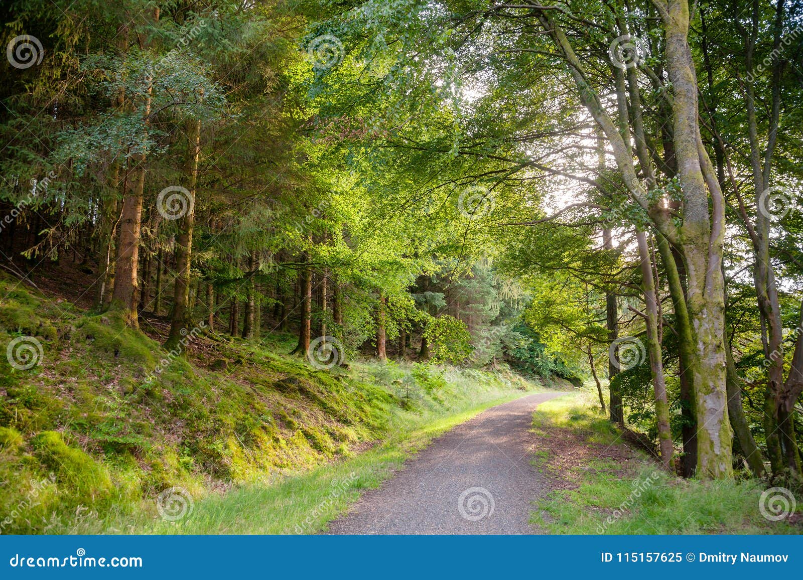 Scenic Path through Forest in Scotland UK Stock Image - Image of ...