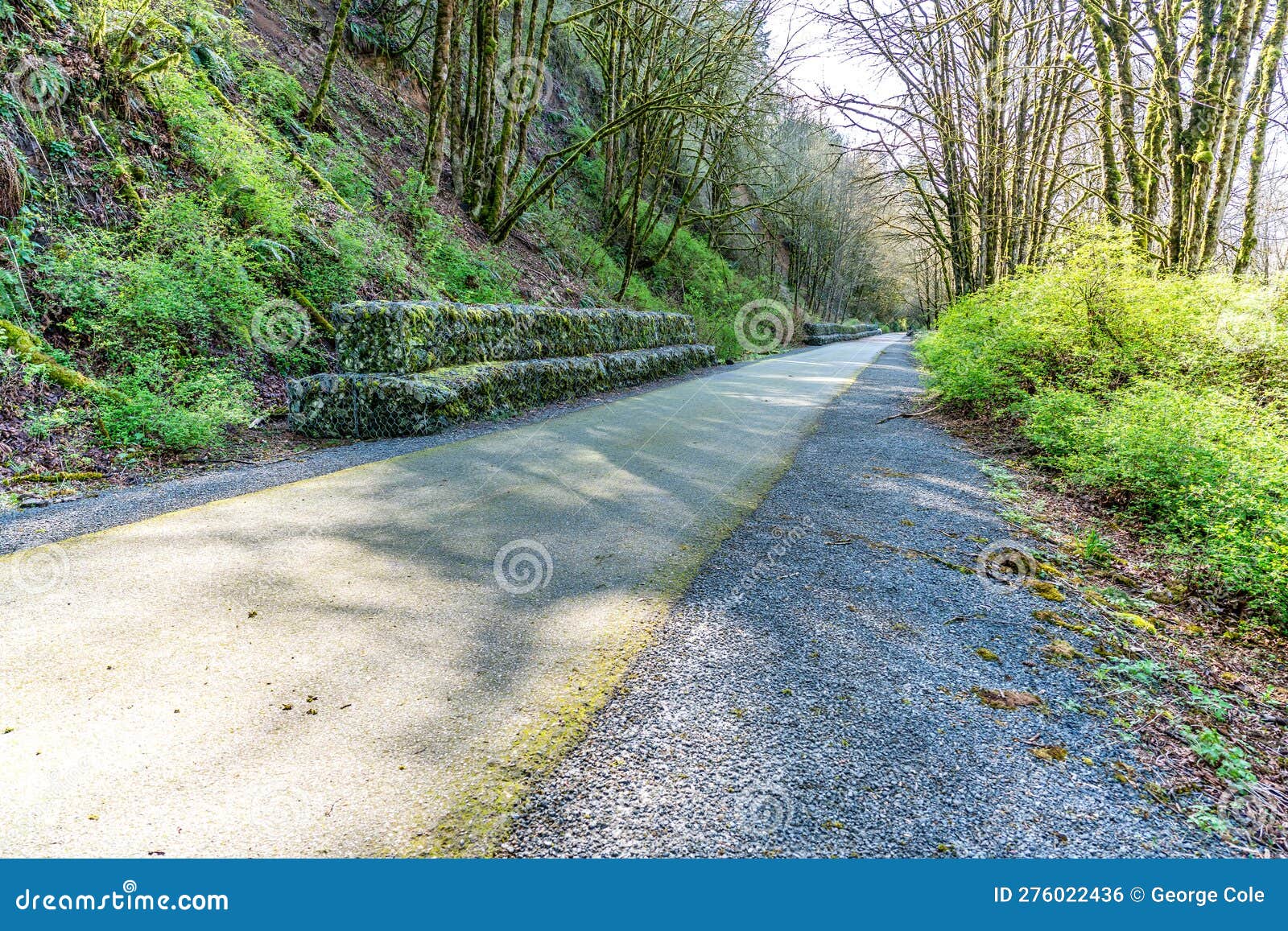 Scenic Cedar River Trail 3 stock photo. Image of scenic - 276022436