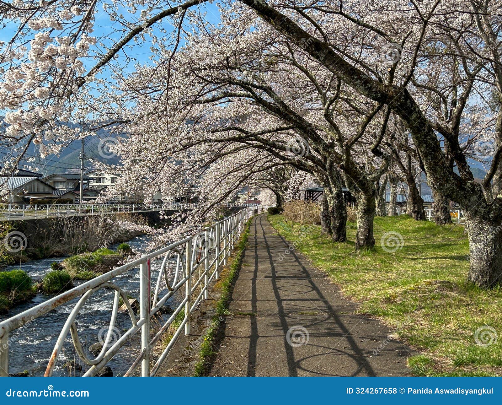 Scenic Cherry Blossom Pathway by River Stock Photo - Image of japan ...