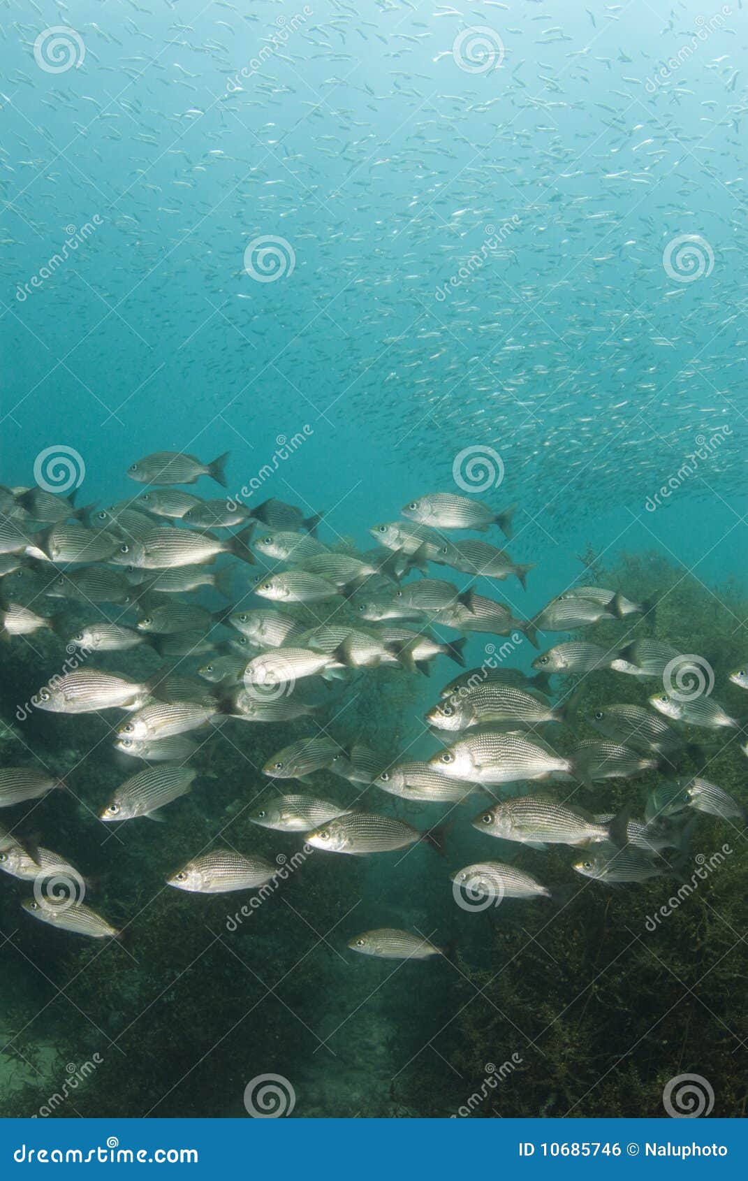 Scenic Cortez Fish stock photo. Image of mexico, california - 10685746