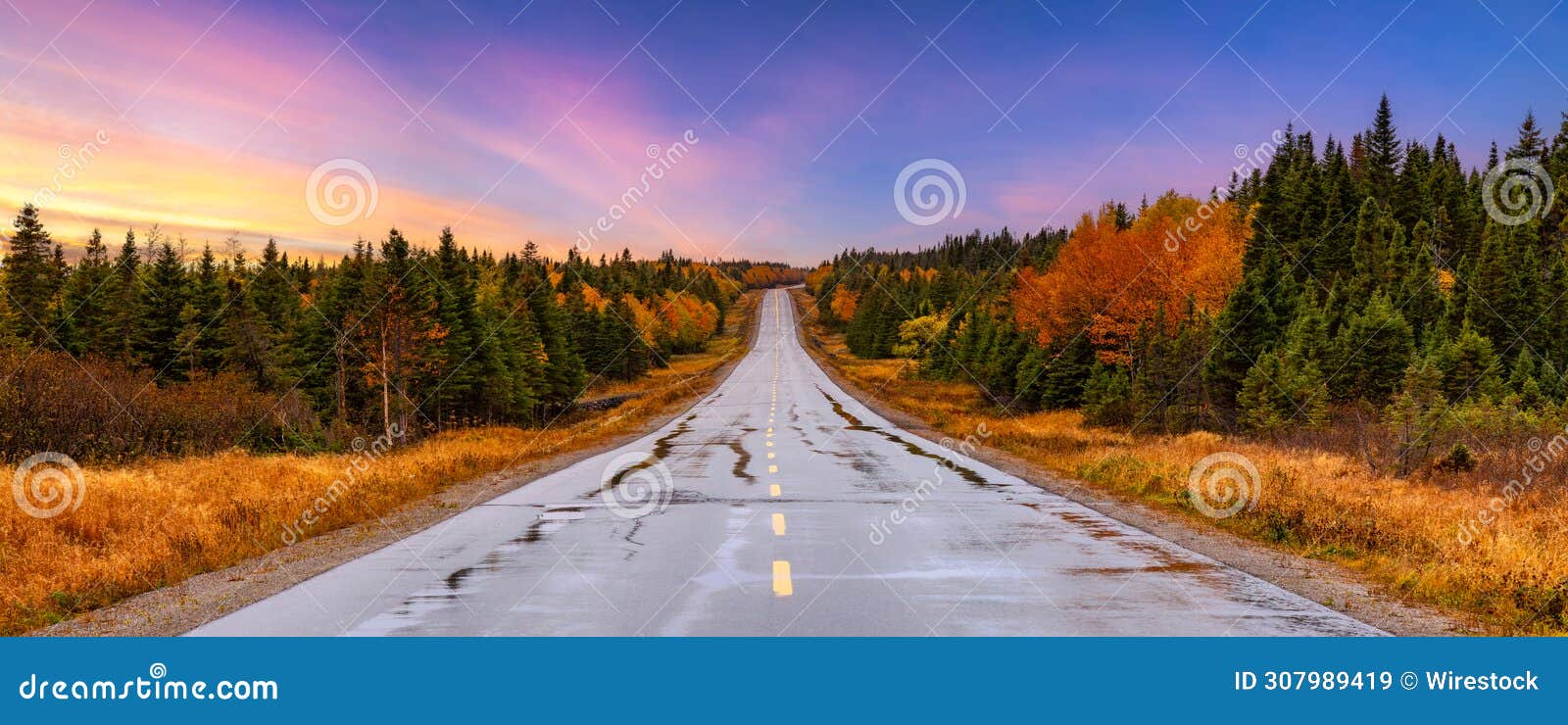 Scenic Country Road at Sunset, Flanked by Pine Trees Stock Image ...