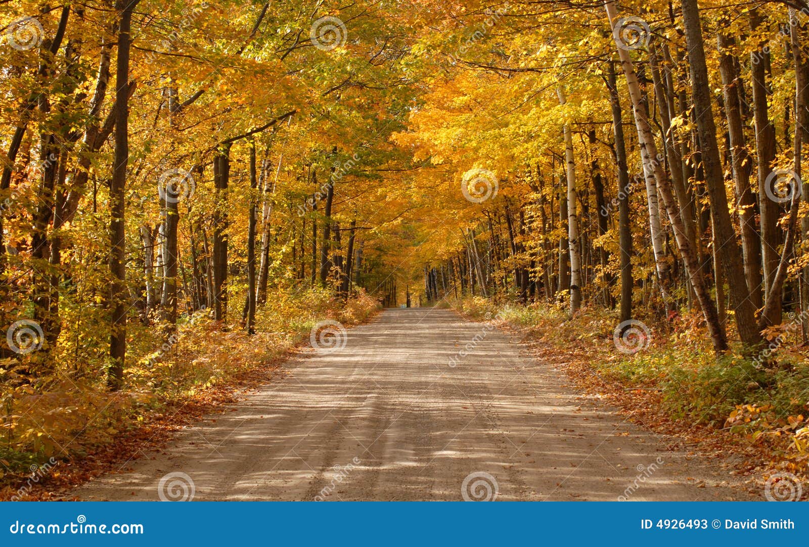 Scenic Country Roadway in a Wooded Setting Stock Image - Image of ...
