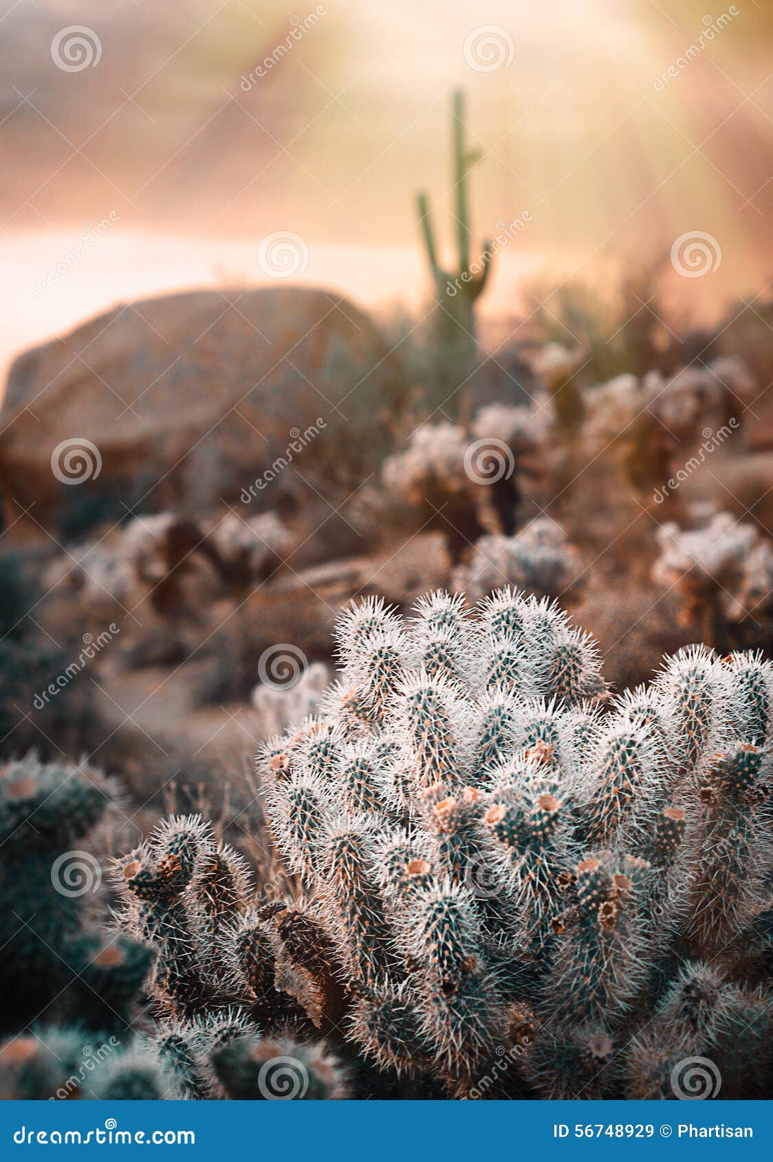 Scenic Desert Trail Stock Photography | CartoonDealer.com #9208922