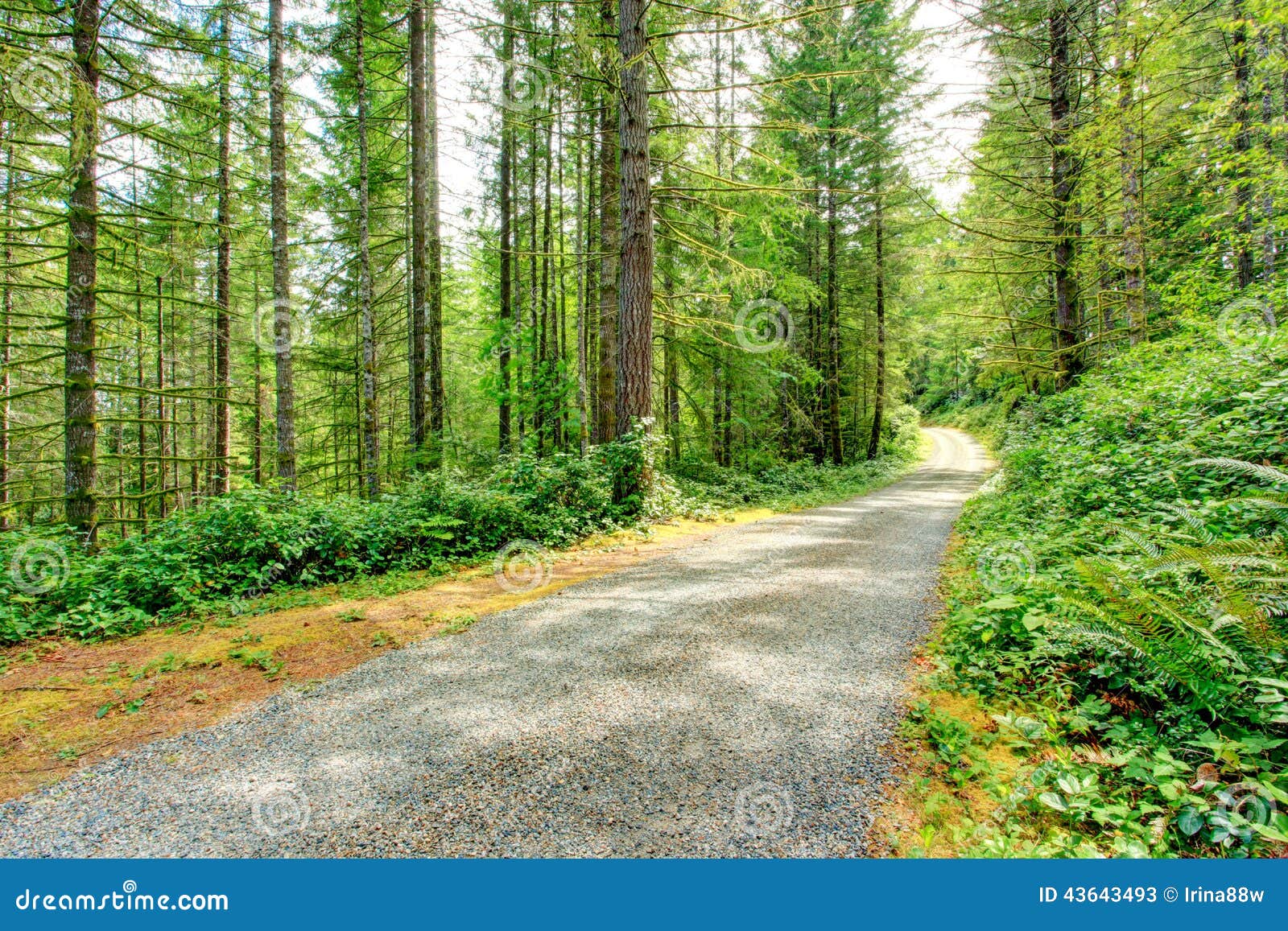 Scenic Driveway in Green Forest. Washington State Stock Image - Image ...
