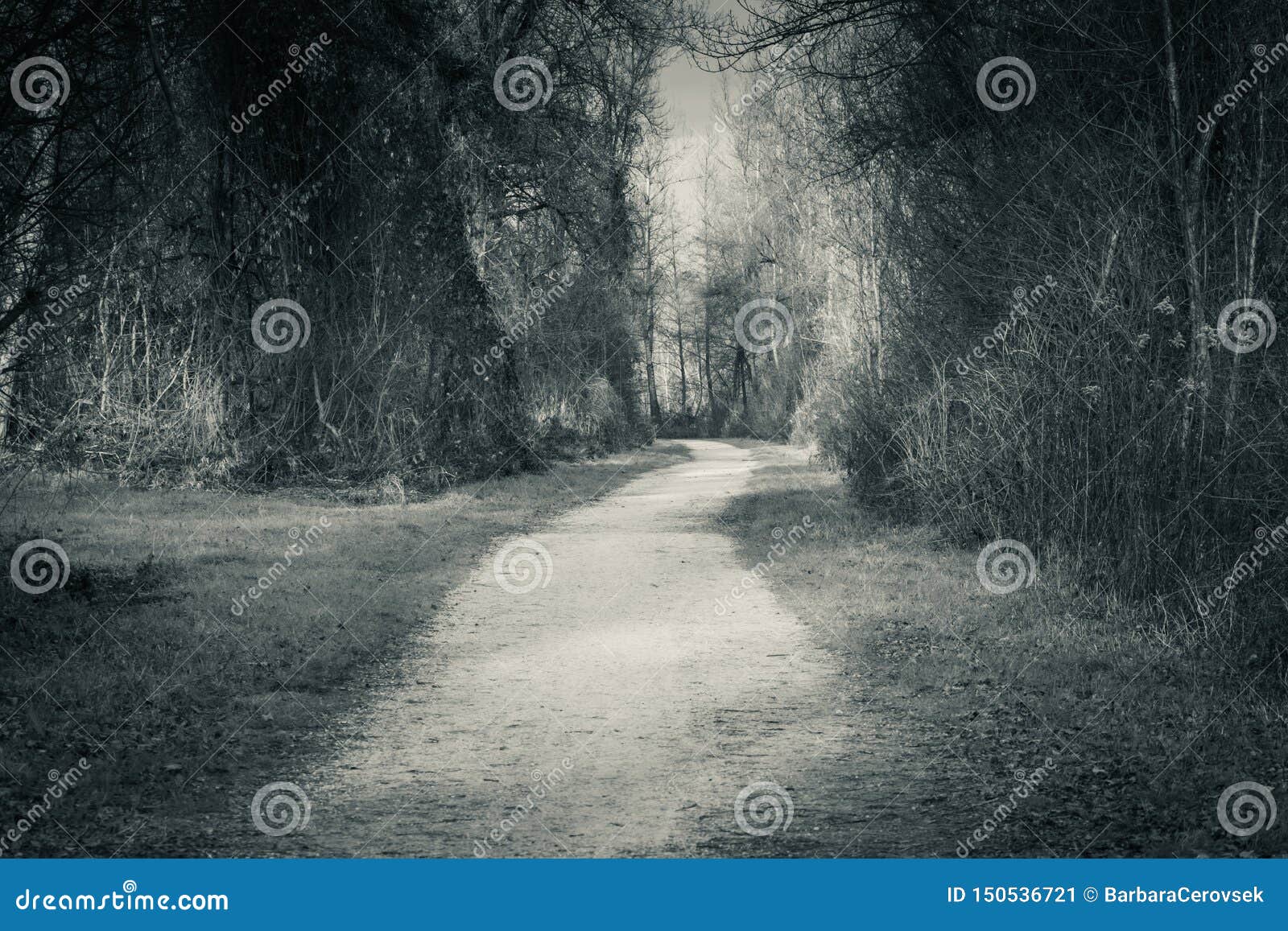 Scenic Empty Pathway Leading through Forest Stock Image - Image of ...