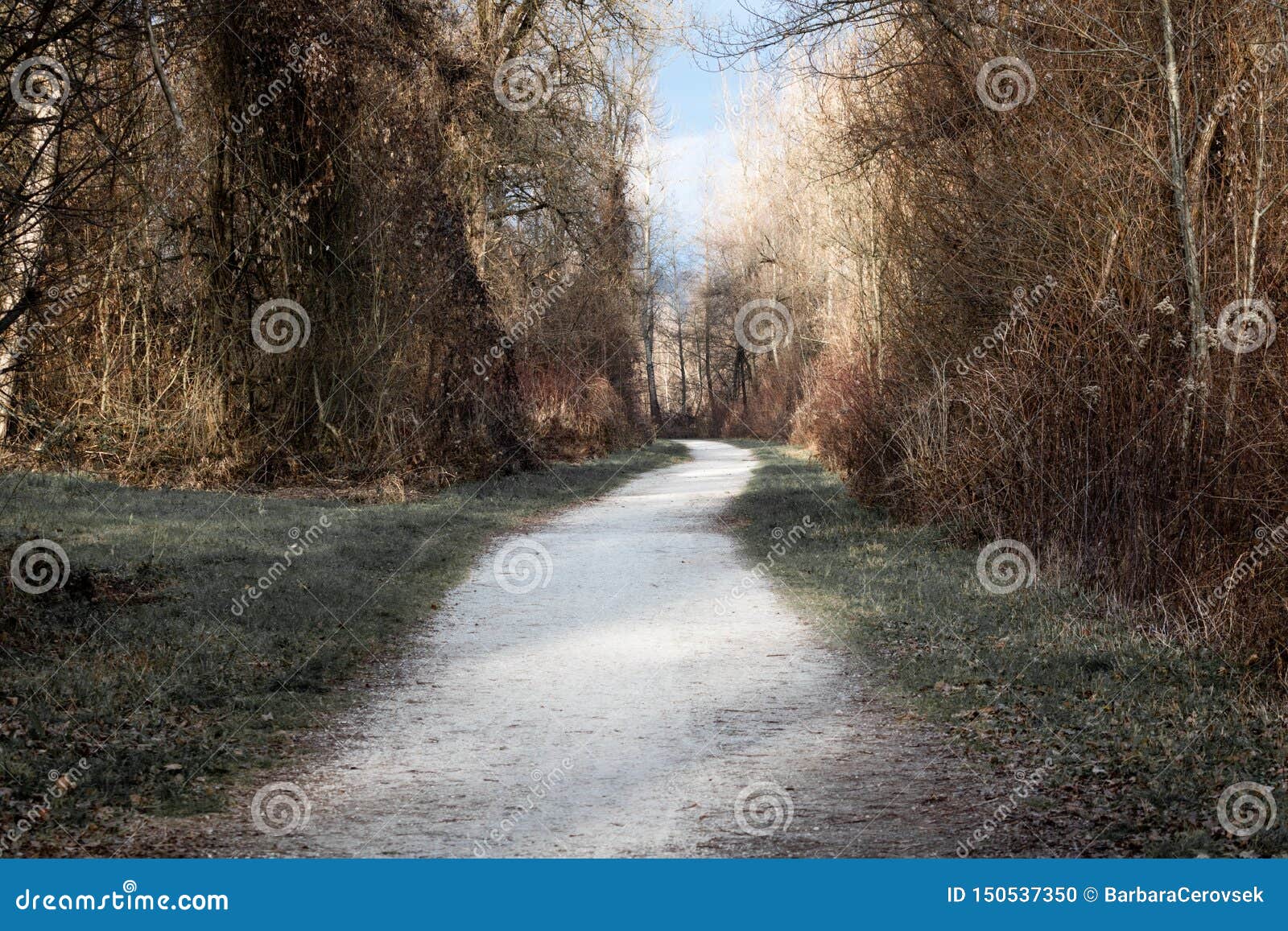 Scenic Empty Pathway Leading through Forest Stock Photo - Image of ...