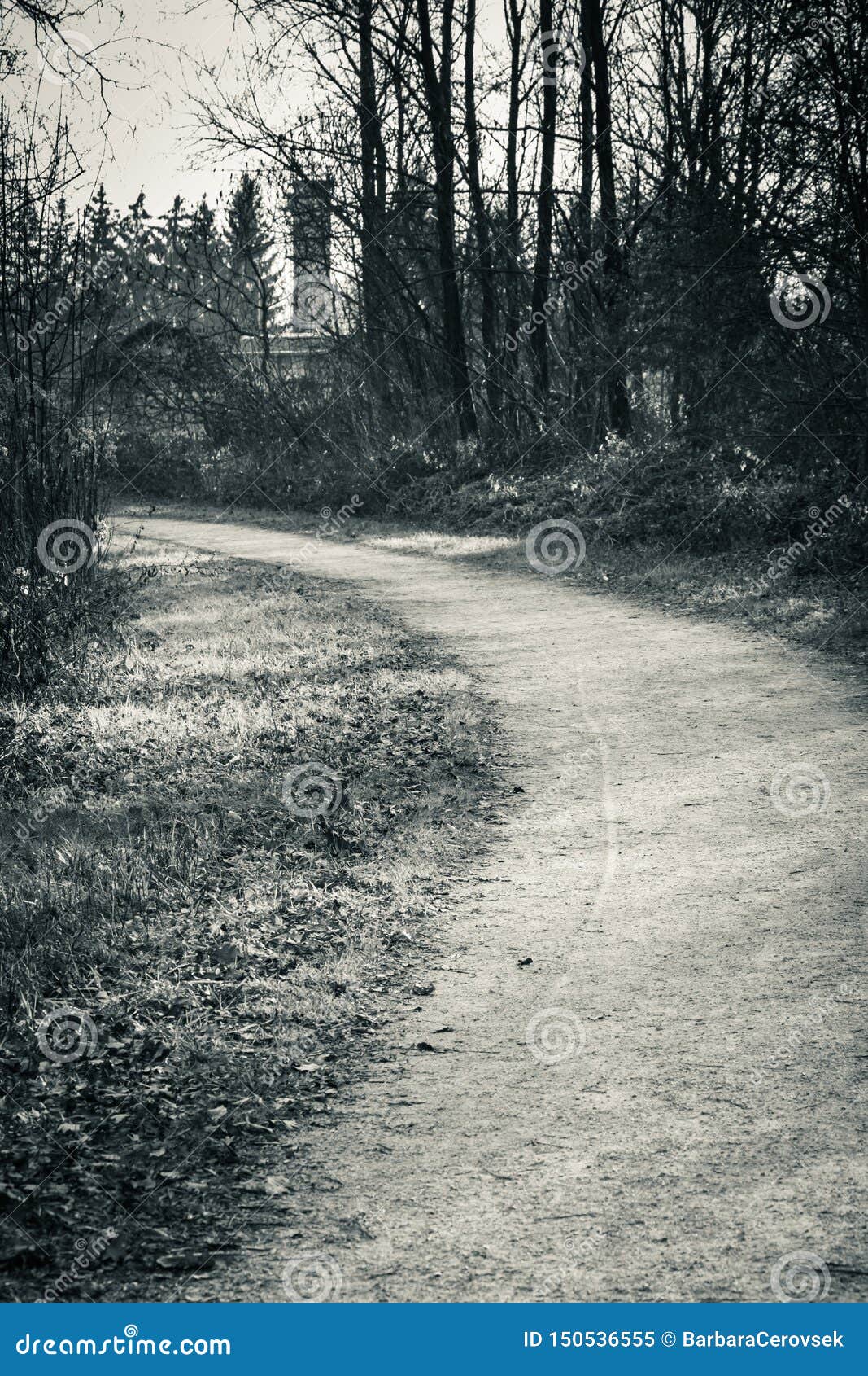 Scenic Empty Pathway Leading through Forest Stock Image - Image of ...