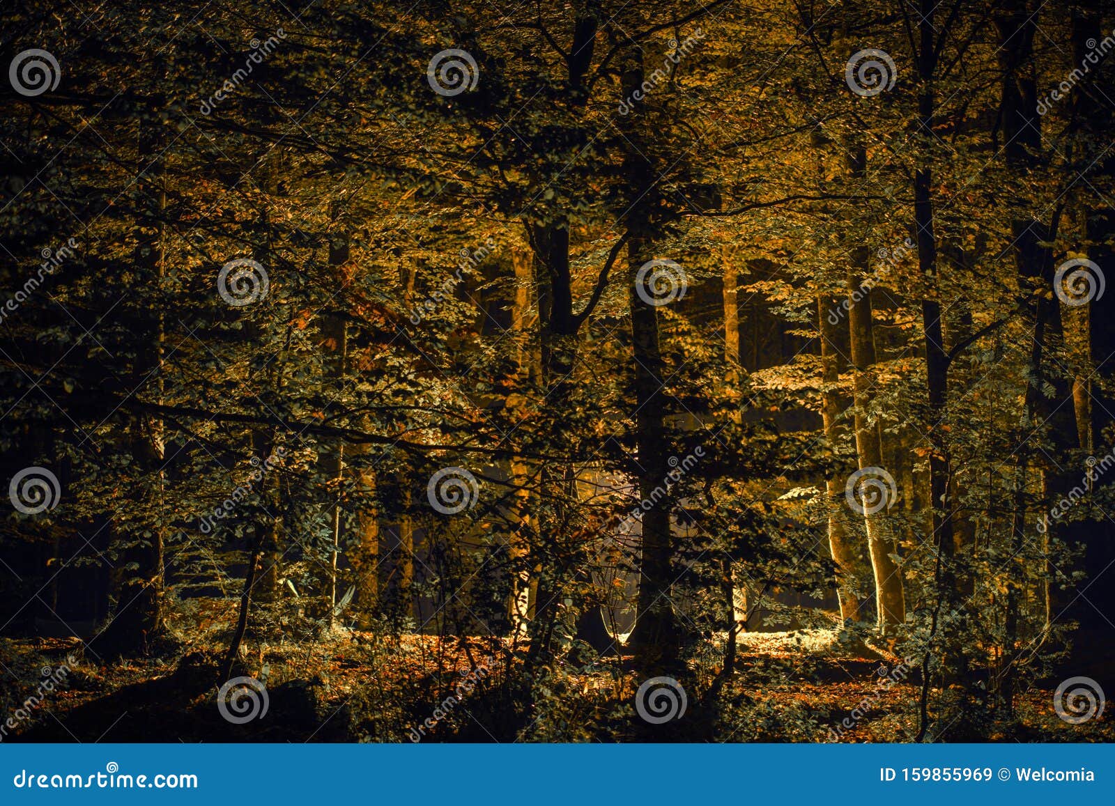 Scenic Fall Forest at Night Stock Image - Image of fall, scenery: 159855969