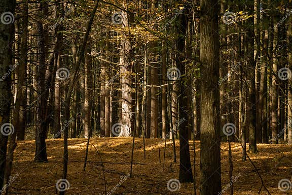 Scenic Fall Forest Under the Rays of the Sun Stock Image - Image of ...