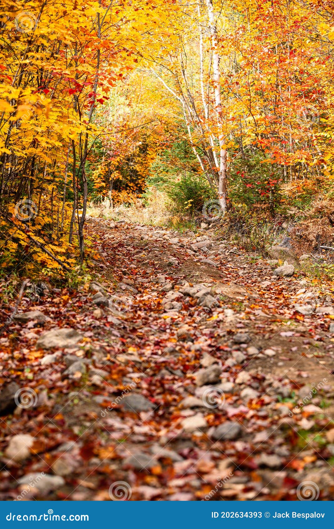 Fall Pathway With Trees And Leaves On Floor Stock Image | CartoonDealer ...
