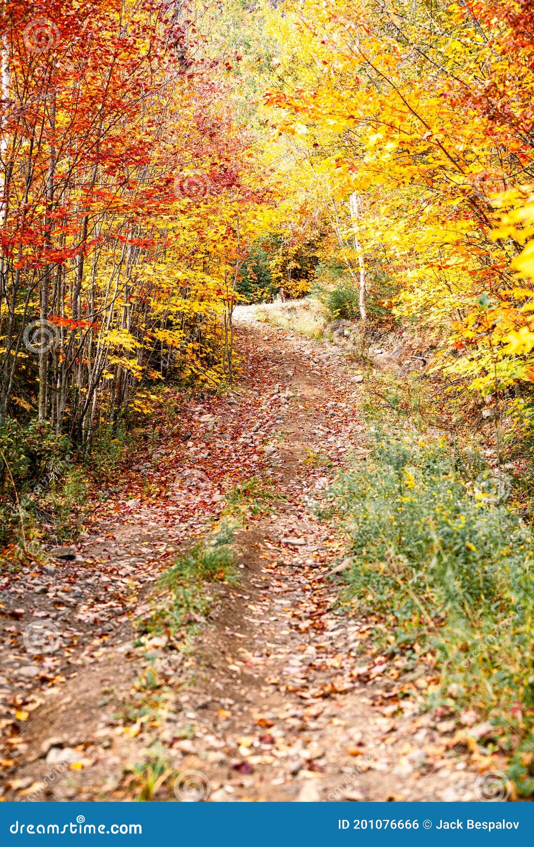 Fall Pathway With Trees And Leaves On Floor Stock Image | CartoonDealer ...