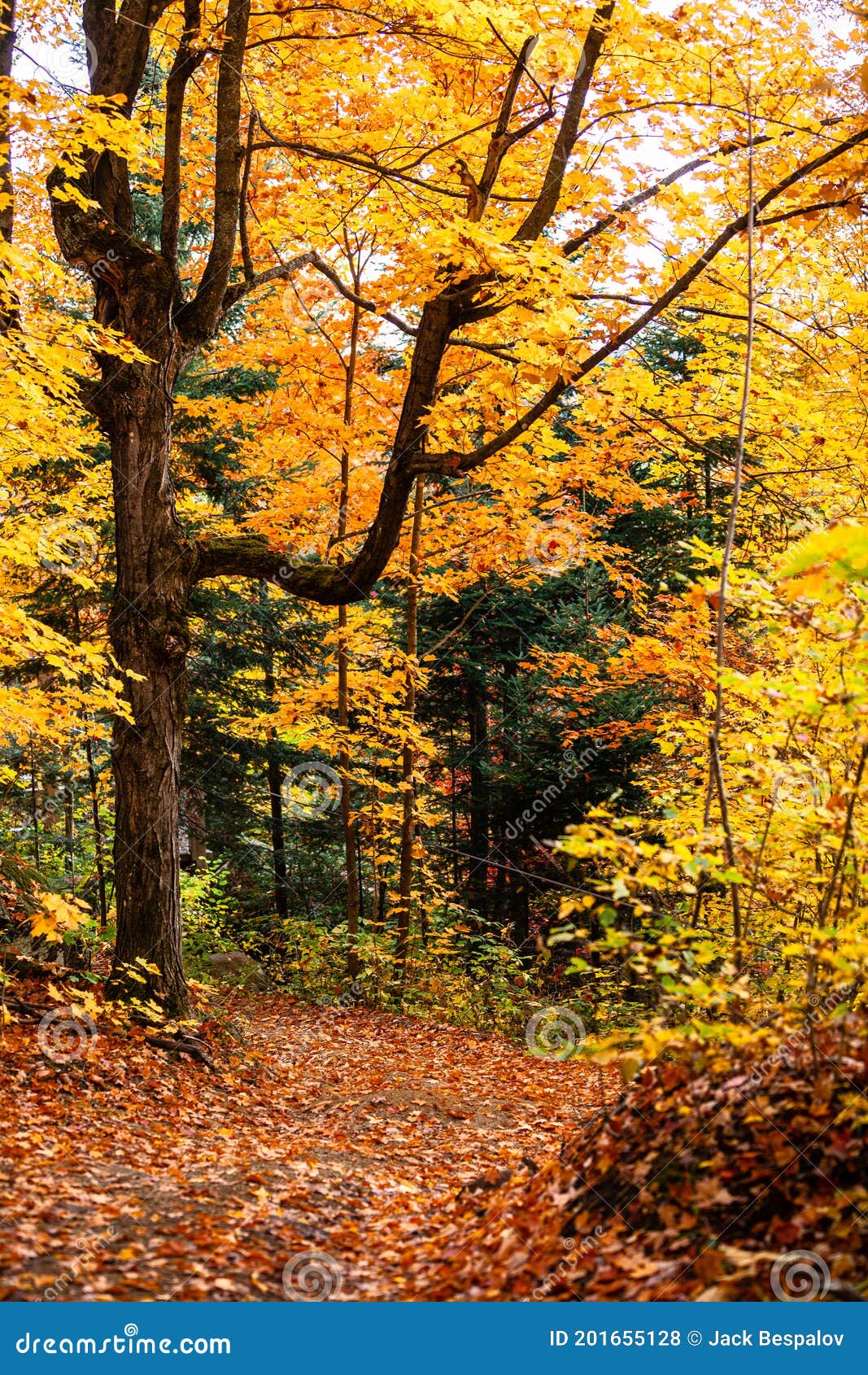 Fall Pathway With Trees And Leaves On Floor Stock Image | CartoonDealer ...