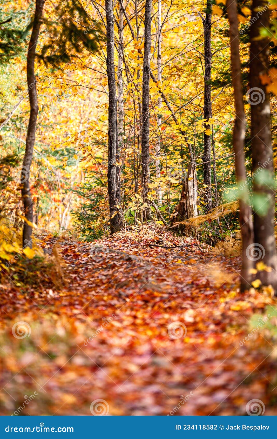 Fall Pathway With Trees And Leaves On Floor Royalty-Free Stock Image ...
