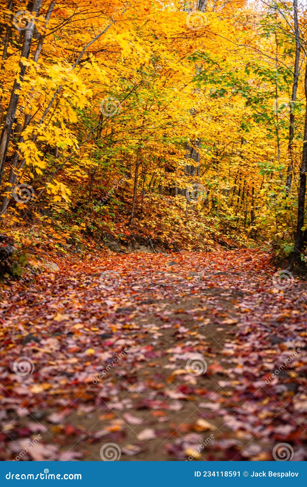 Scenic Fall Pathway in the Province of Quebec Stock Image - Image of ...