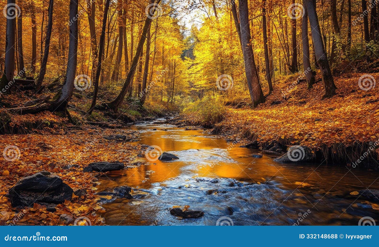 Scenic Fall Scenery, Dense Forest, Golden Leaves, Gentle Stream Stock ...
