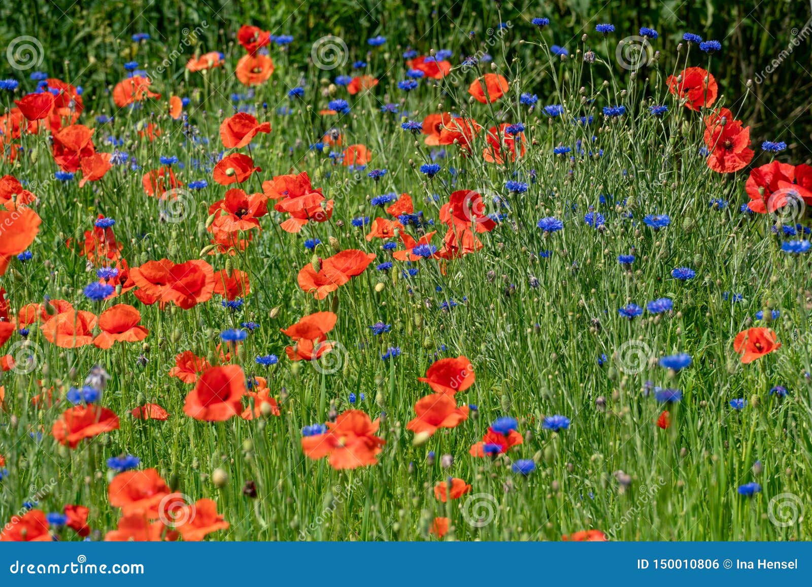 Red Corn Poppies and Blue Cornflowers Stock Photo - Image of landscape ...