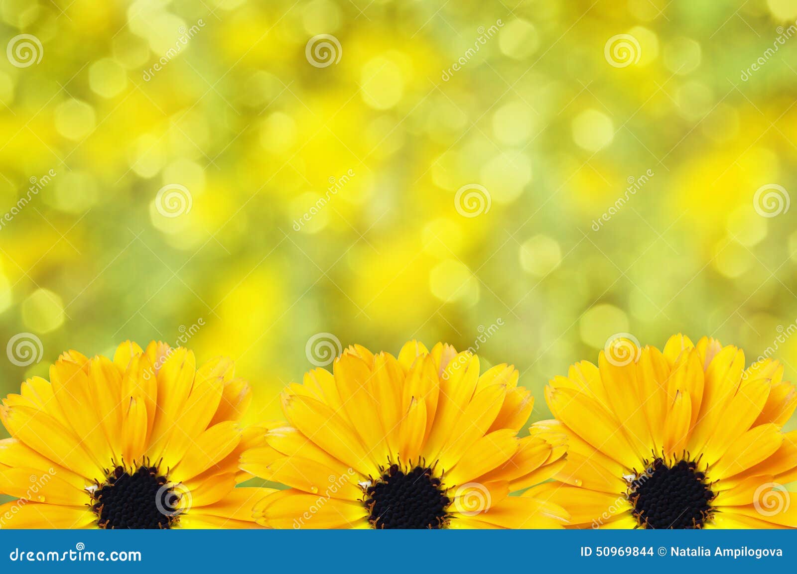 Scenic Floral Border Blurred Background, Flowers Stock Photo - Image of ...