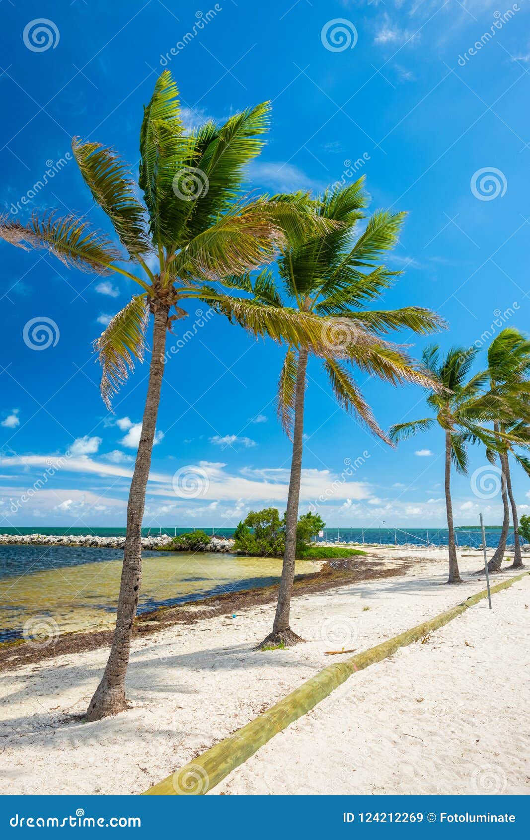 Scenic Florida Keys stock image. Image of seaweed, beach - 124212269