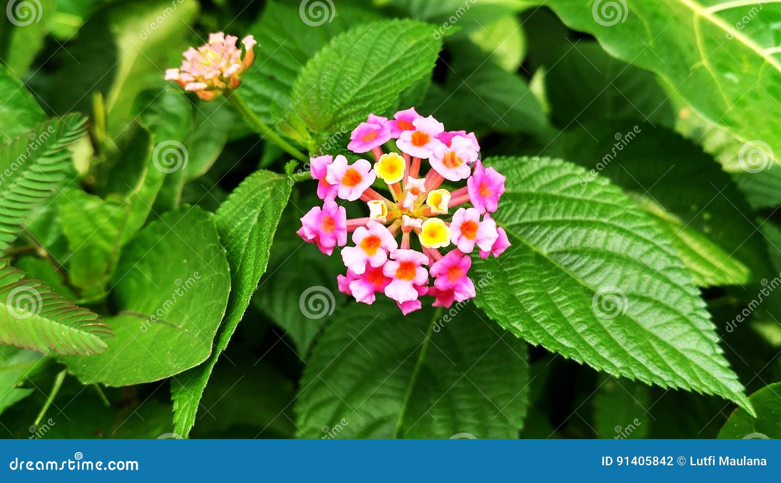 Scenic flower stock photo. Image of destinations, greece - 91405842
