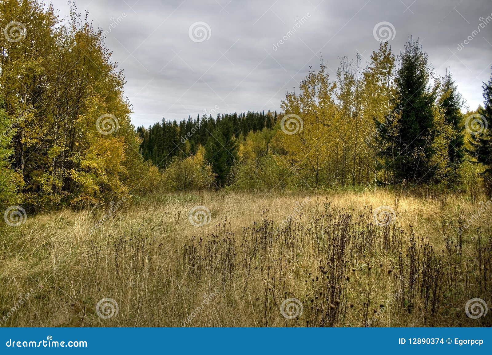 Scenic forest stock photo. Image of trees, remote, outdoor - 12890374