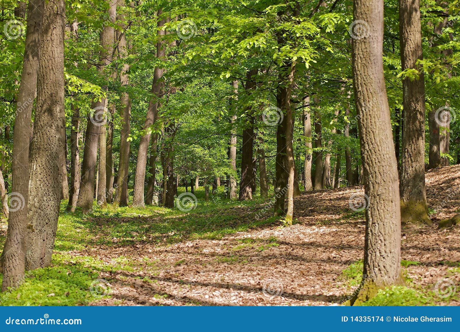 Scenic forest stock photo. Image of clearing, forested - 14335174