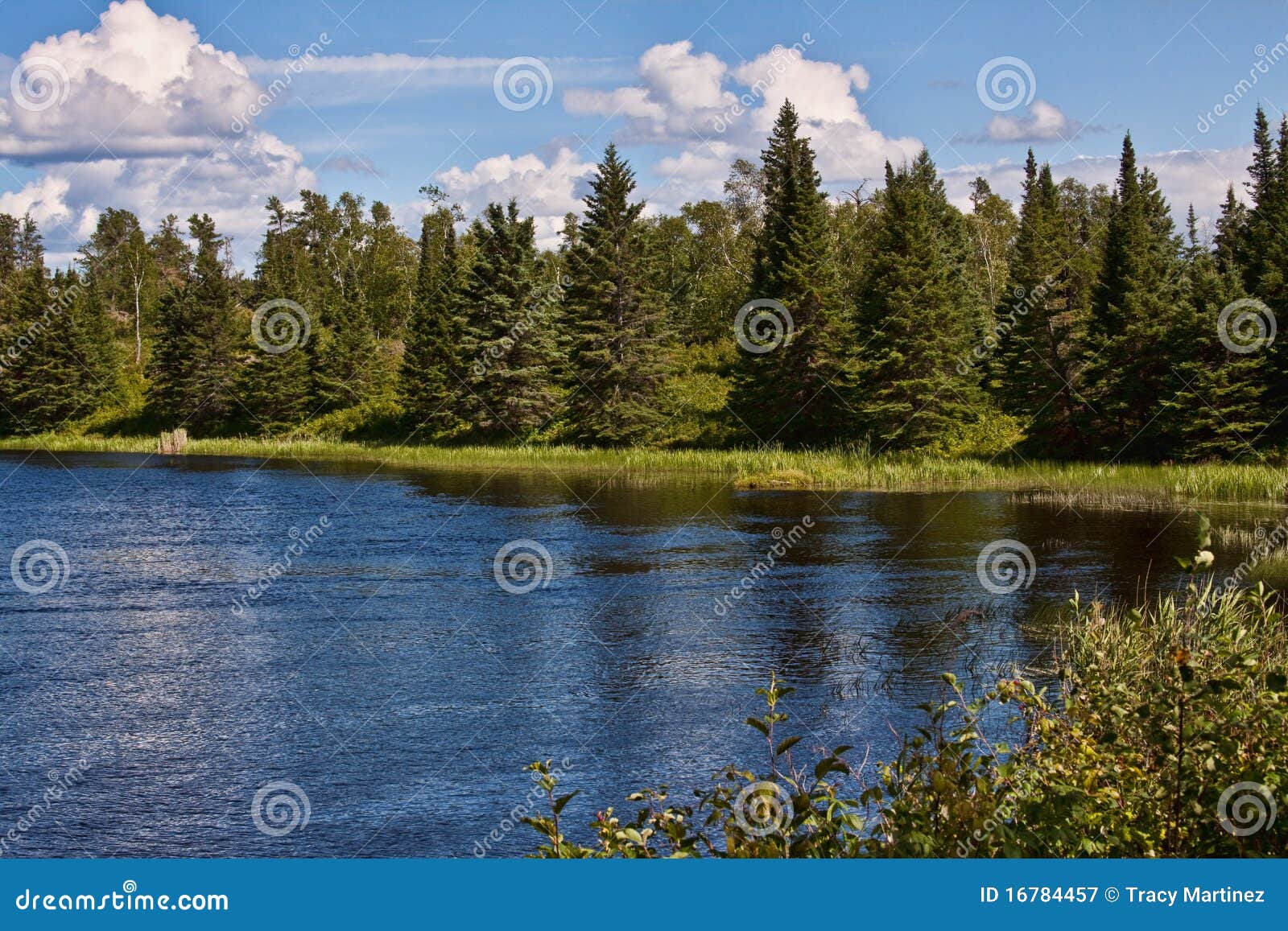 Scenic forest stock image. Image of tranquil, scenic - 16784457