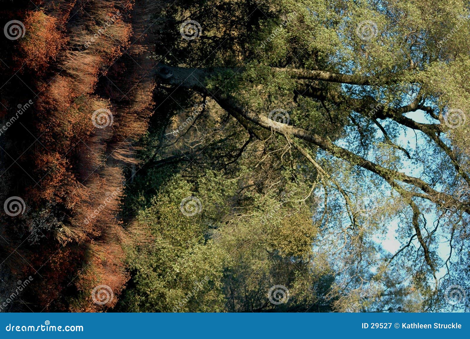 Scenic forest stock image. Image of outdoor, outdoors, forestry - 29527