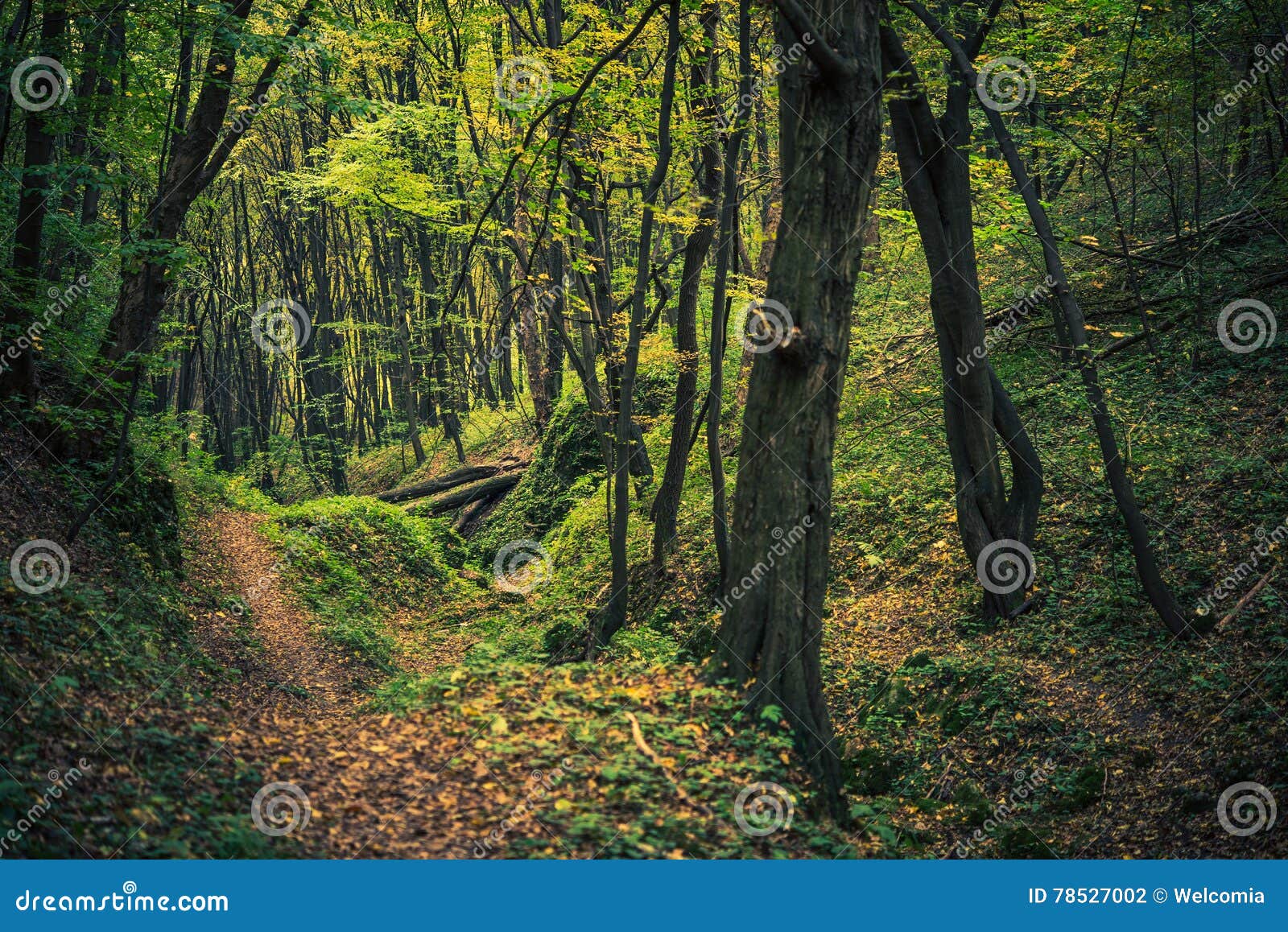 Scenic Forest Creek stock photo. Image of natural, forest - 78527002