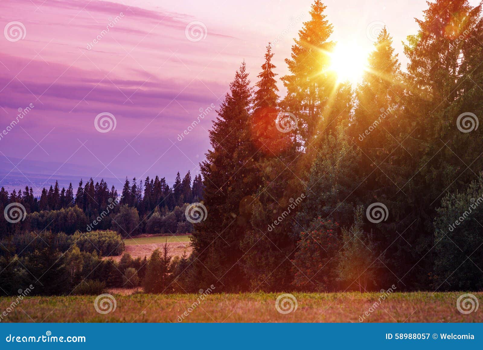 Scenic Forest Edge Sunset stock image. Image of beautiful - 58988057