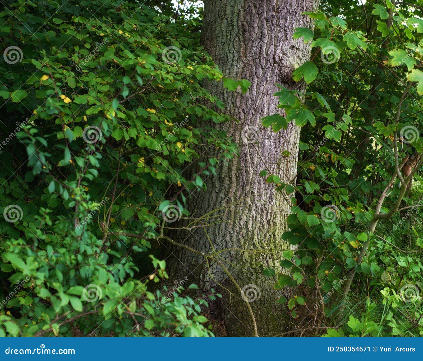 Scenic Forest of Fresh Green Deciduous Trees with the Sun Casting Its ...