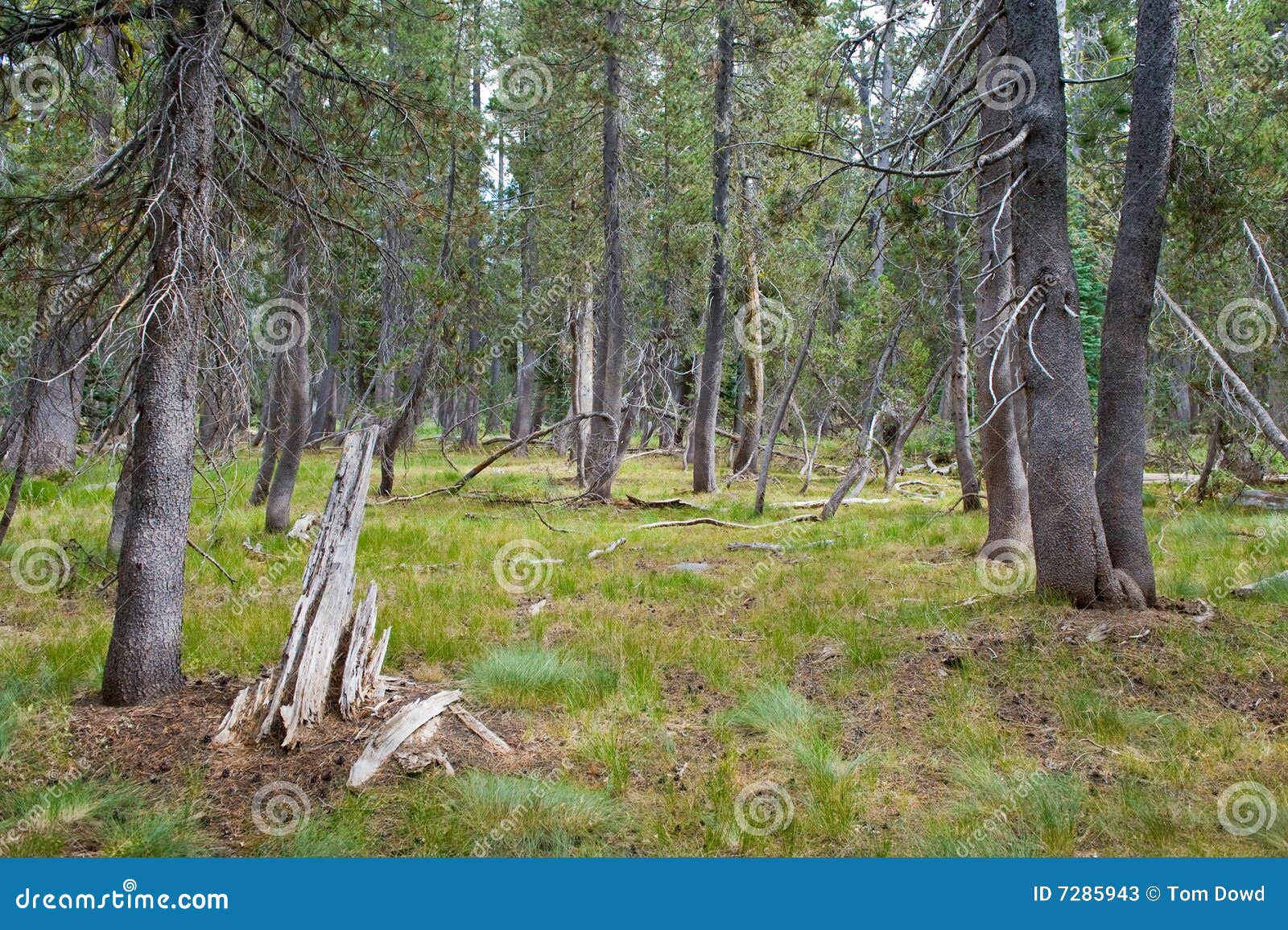 Scenic forest landscape stock image. Image of remote, scenic - 7285943