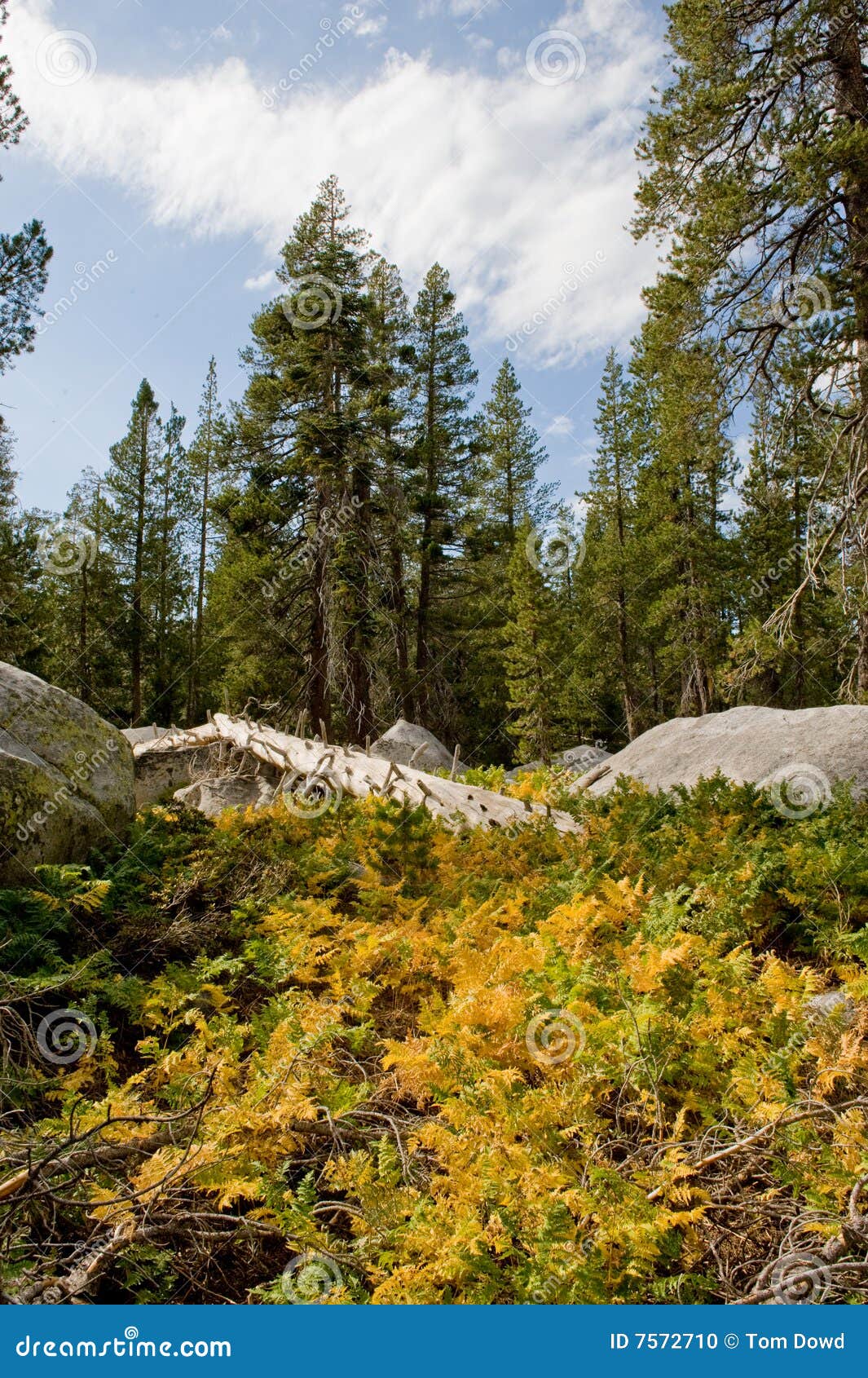 Scenic forest landscape stock photo. Image of nature, green - 7572710
