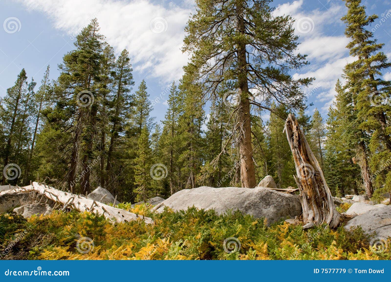Scenic forest landscape stock image. Image of outdoors - 7577779