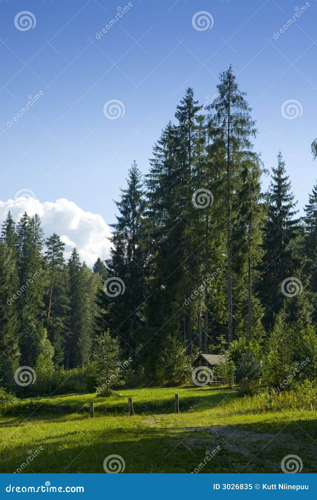 Scenic Forest Meadow stock image. Image of natural, trees - 3026835