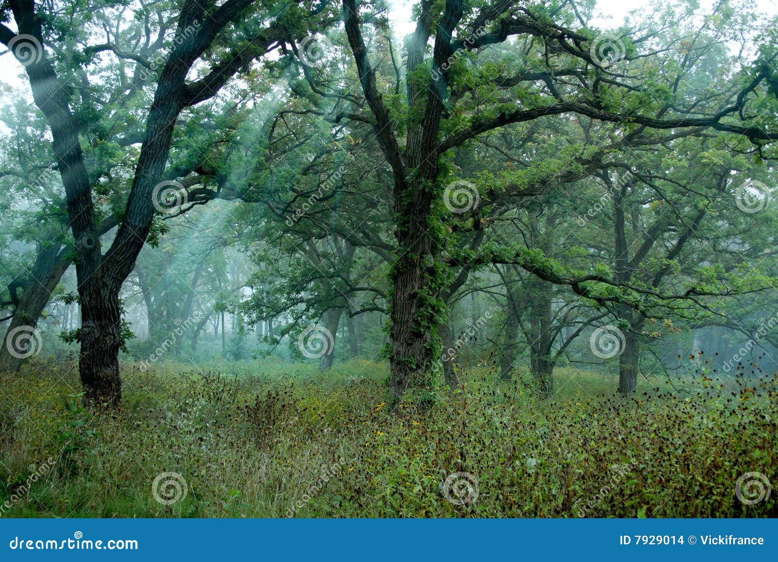 Scenic forest meadow stock photo. Image of grass, foliage - 7929014