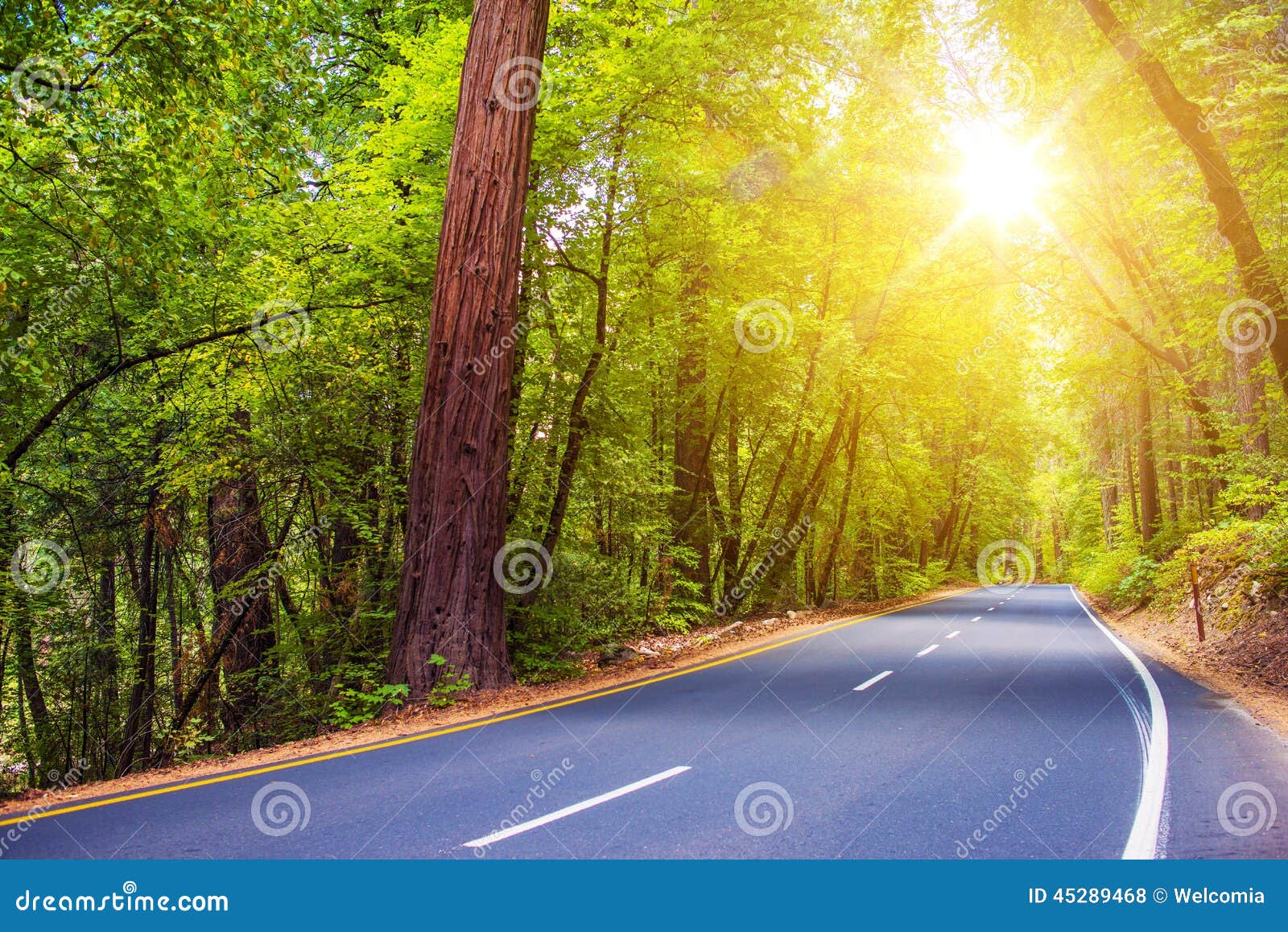Scenic Forest Road stock photo. Image of leaves, traveling - 45289468