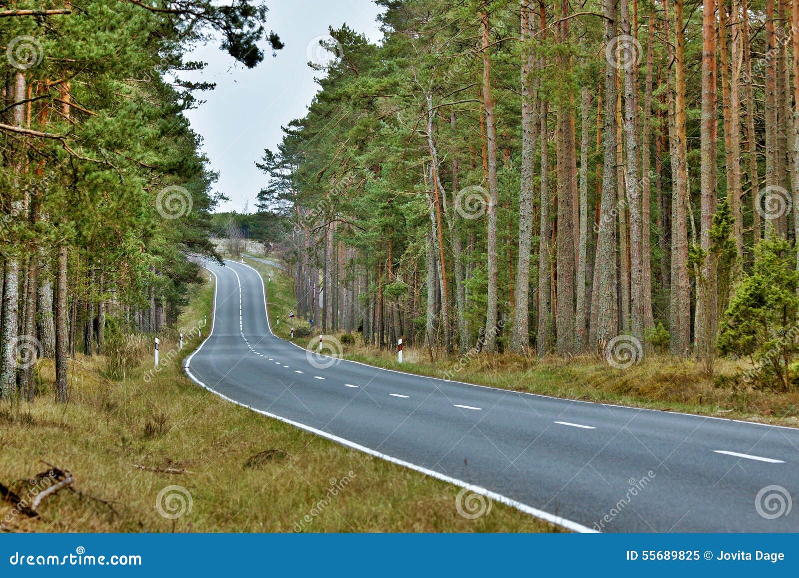 Scenic forest road stock image. Image of scenic, green - 55689825