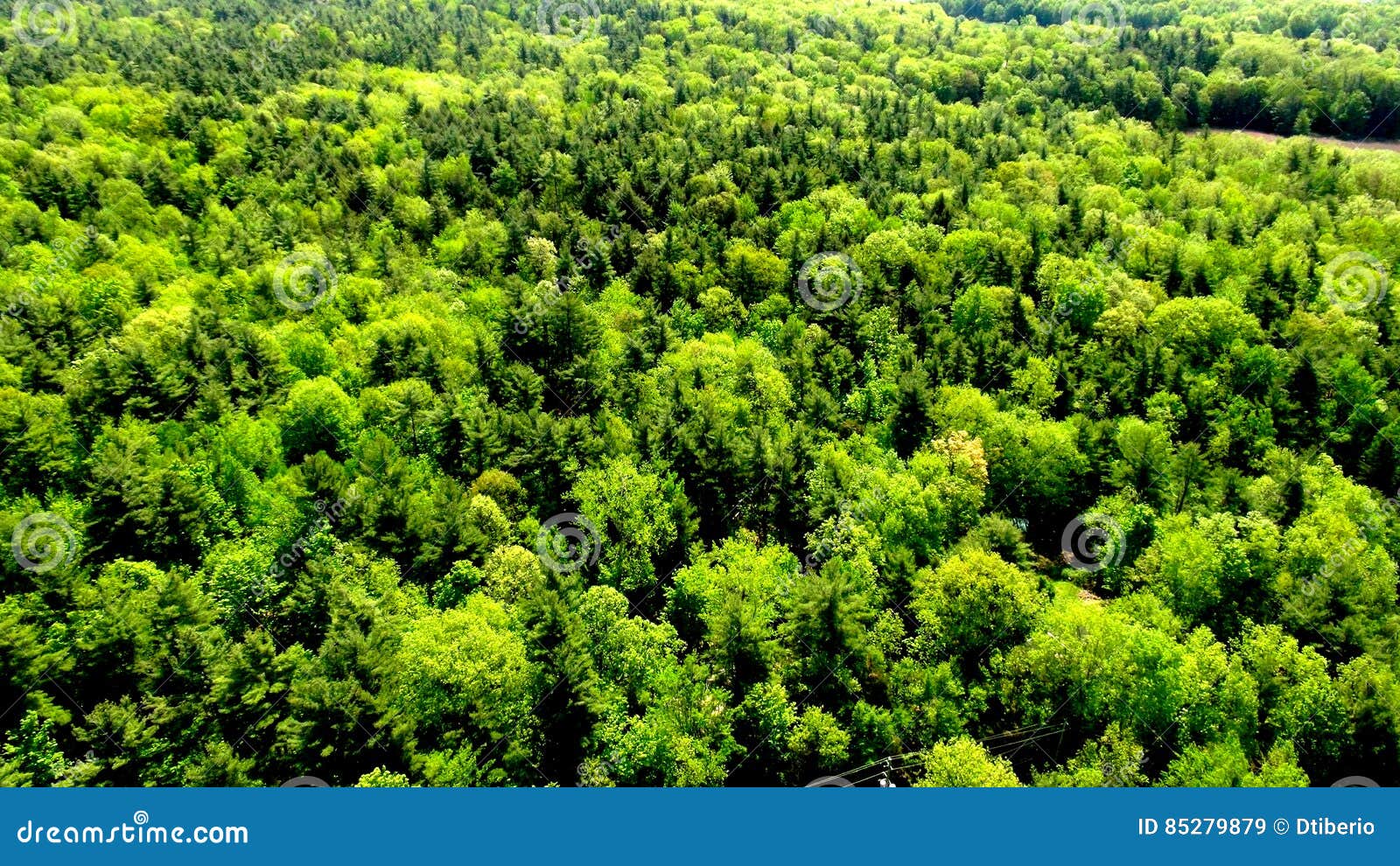 Scenic Forest of Trees stock image. Image of plant, plants - 85279879