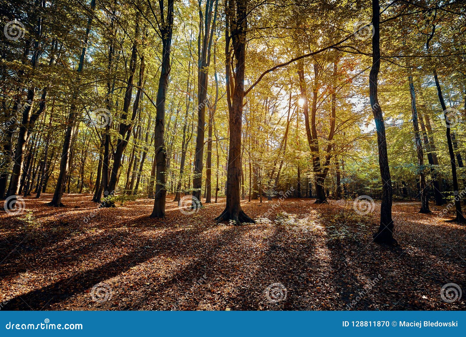 Scenic Forest View at Sunrise. Stock Photo - Image of tree, scenery ...
