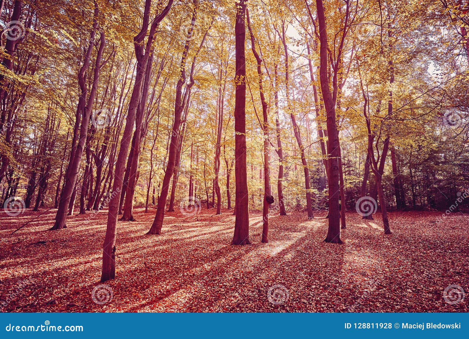 Scenic Forest View at Sunrise. Stock Photo - Image of sunrise, park ...